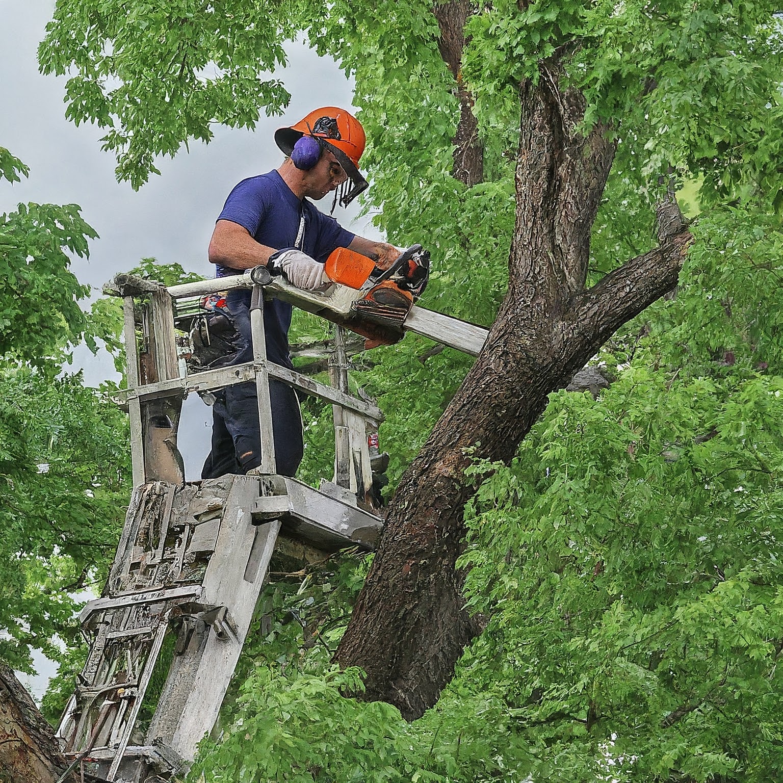 Tree Cutter Service ⋆ Searcy Tree Service