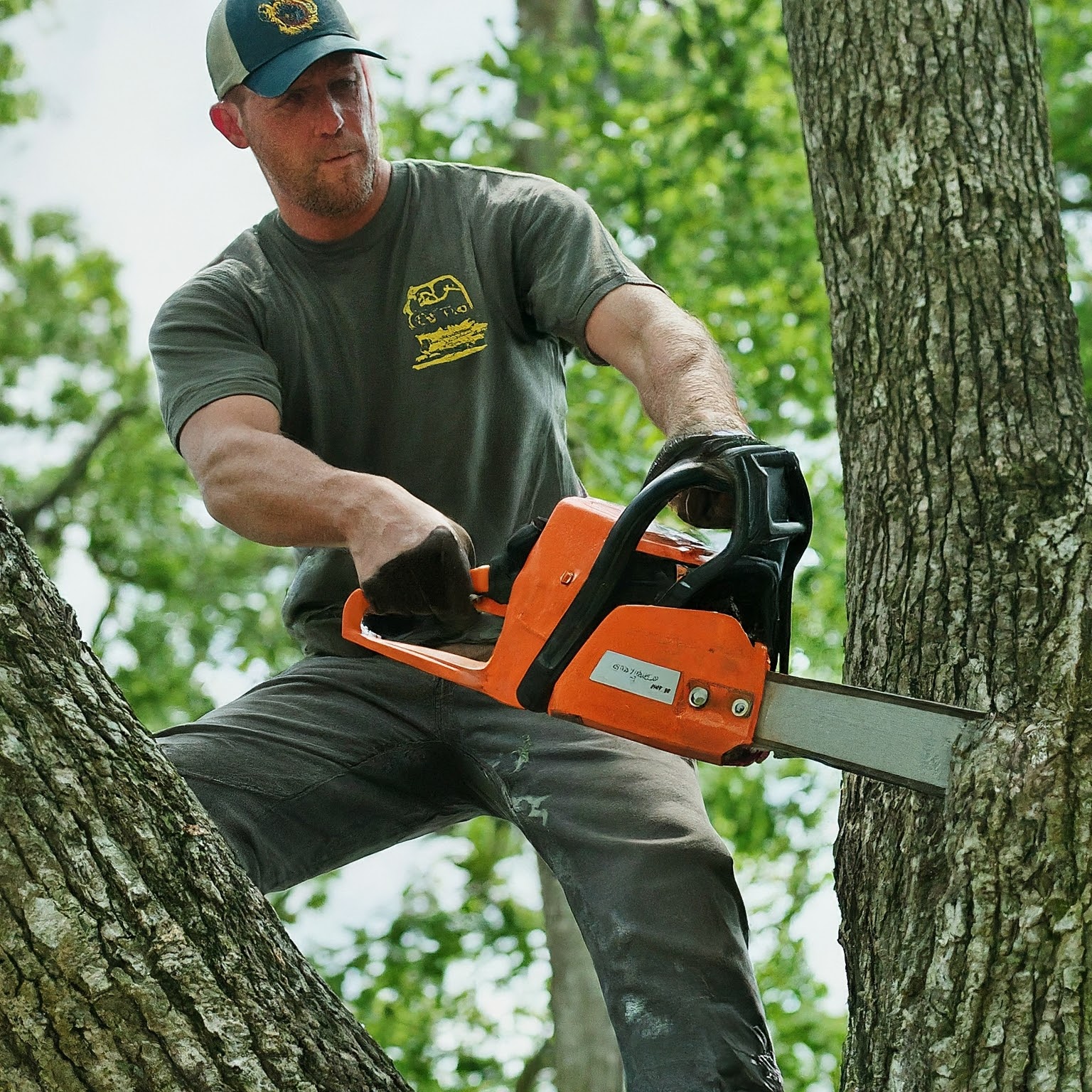 Tree Cutters Near Me ⋆ Searcy Tree Service