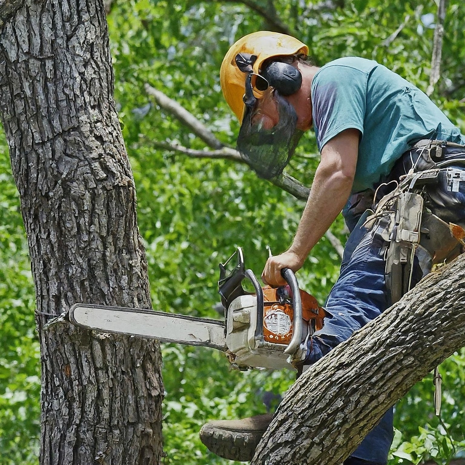 Tree Trimming Near Me ⋆ Searcy Tree Service