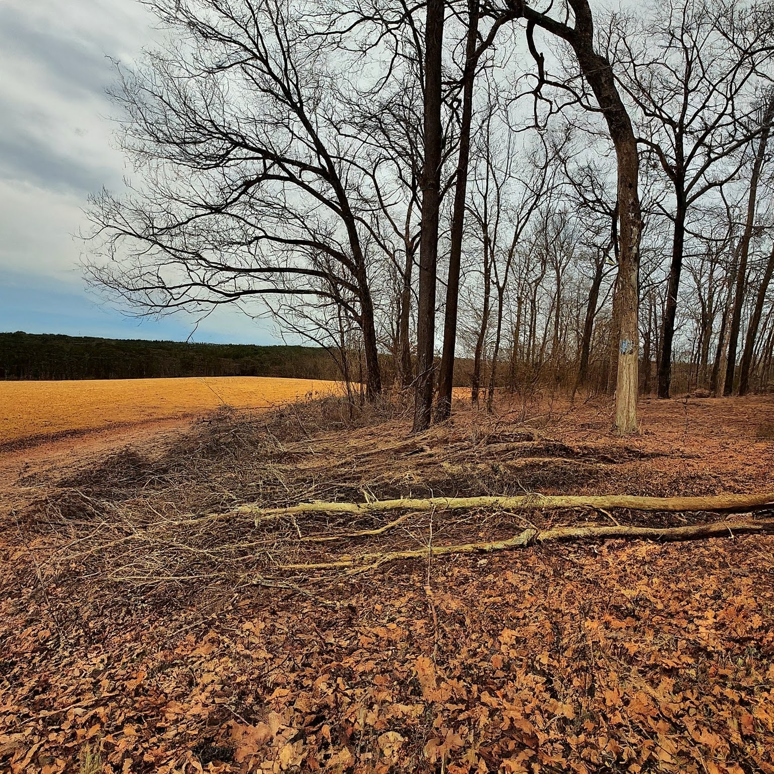 Tree and Brush Removal ⋆ Searcy Tree Service