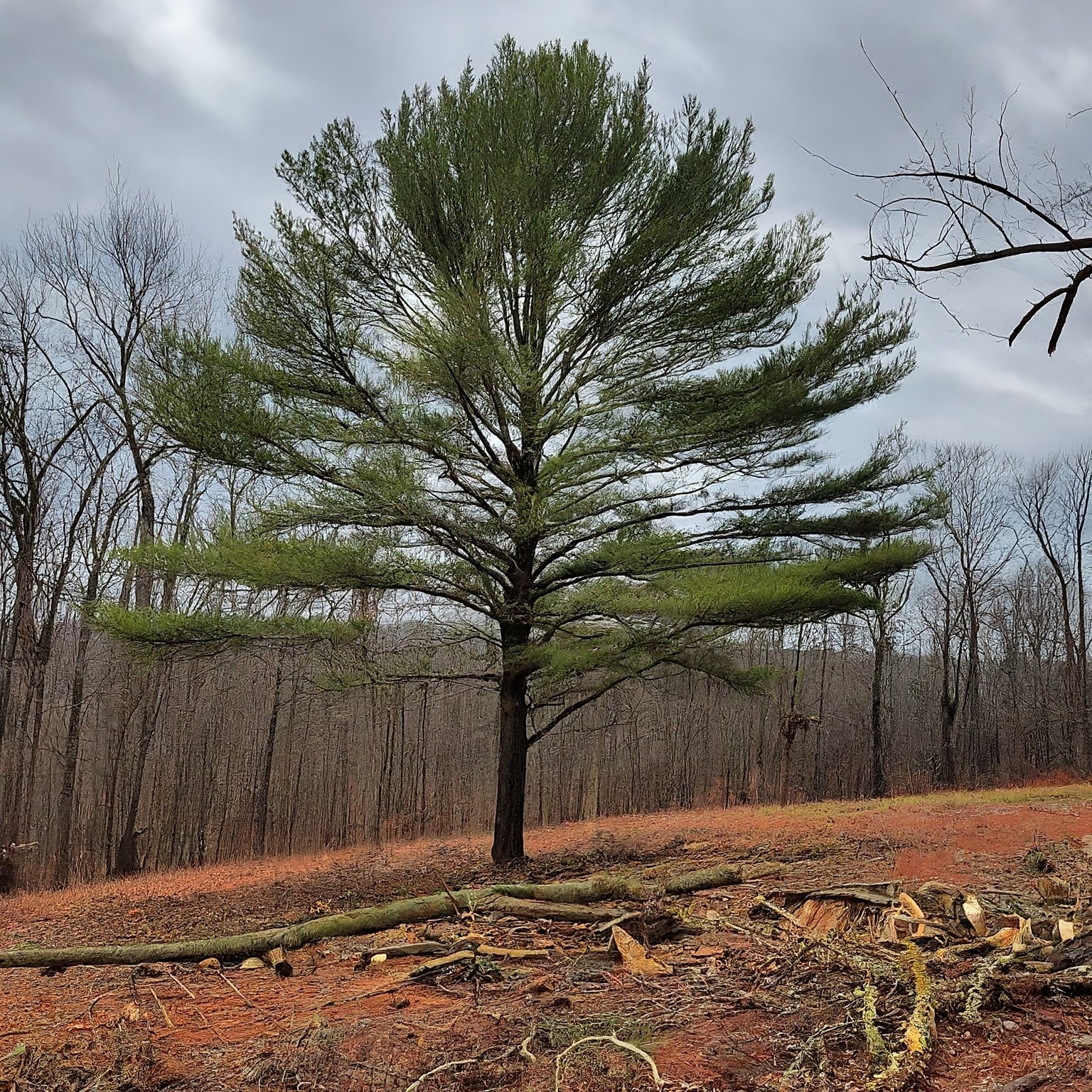 Land Clearing Services Near Me ⋆ Searcy Tree Service