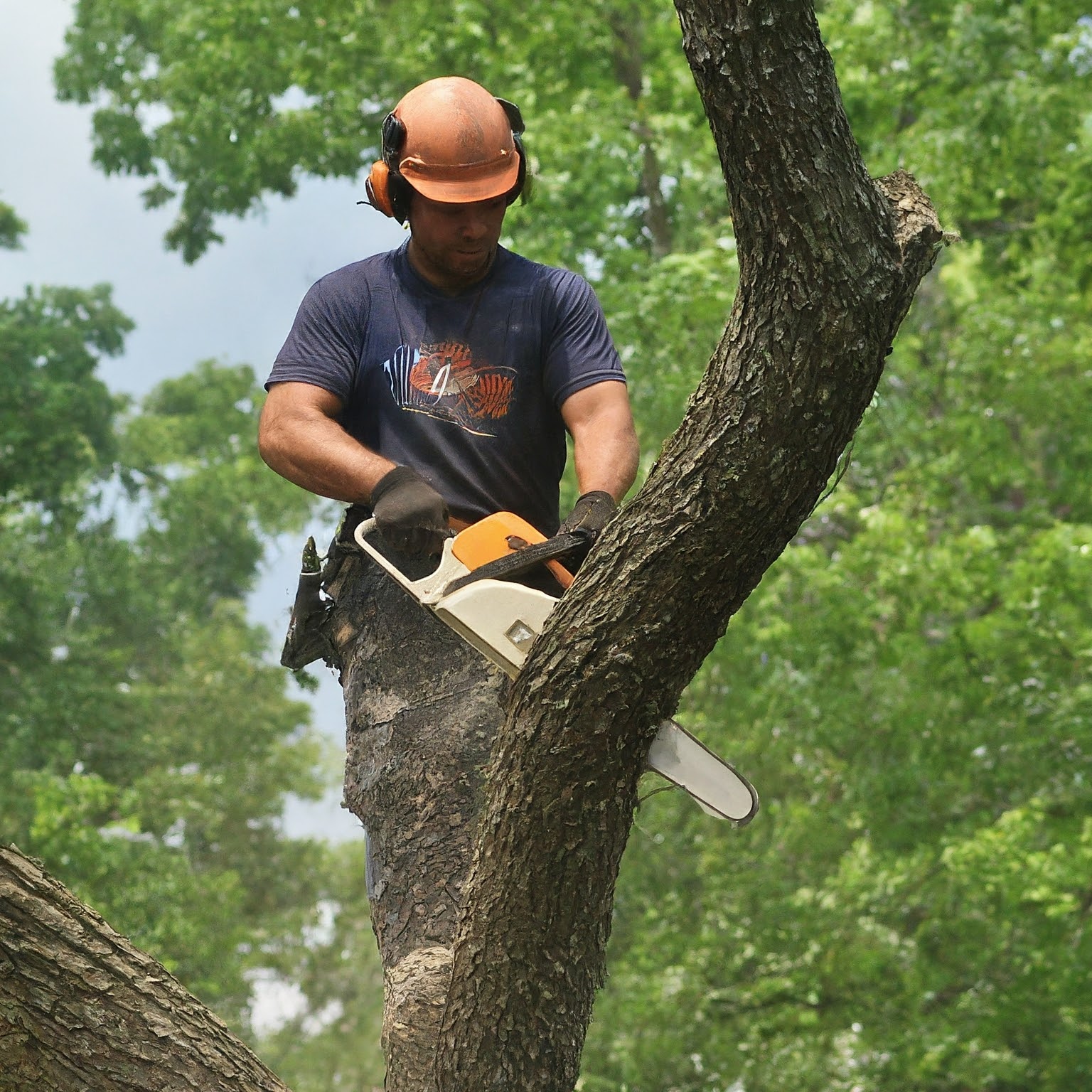 Tree Cutting Near Me ⋆ Searcy Tree Service