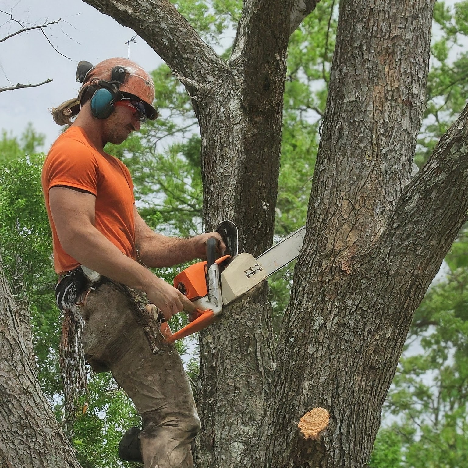 Tree Cutting and Removal ⋆ Searcy Tree Service